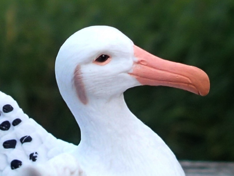 CollectA made a model of the wonderful Wandering Albatross