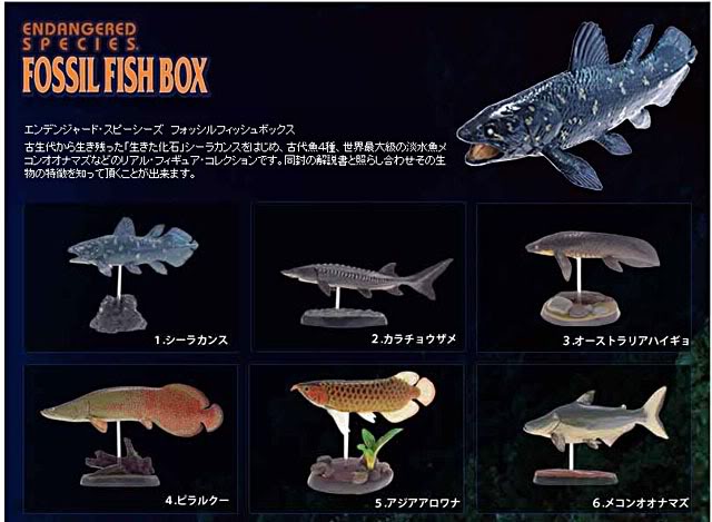 COLORATA 2004 : The Fossil fish serie ! (updated 9 january 2012)