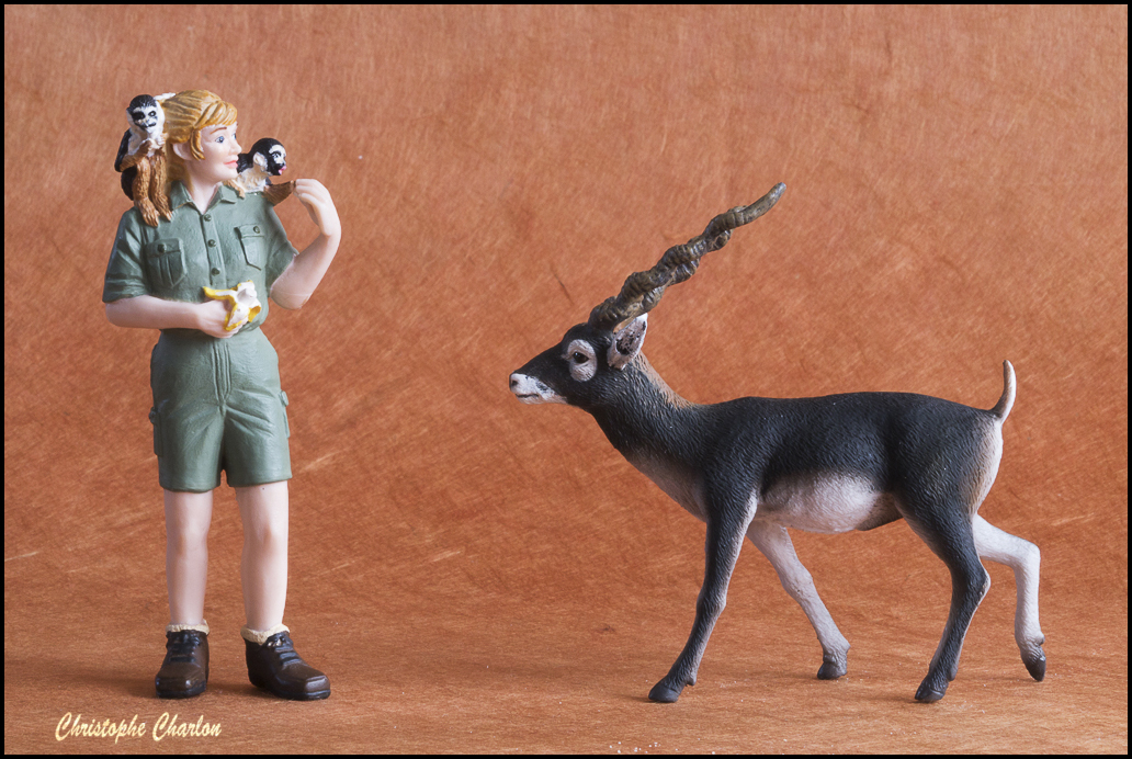 The 2013 COLLECTA Blackbuck: A walkaround by Kikimalou