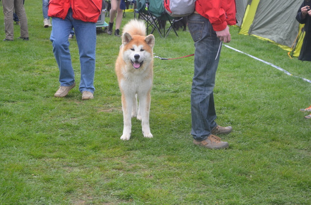 Akita Inu ( Veliki Japonski pes)