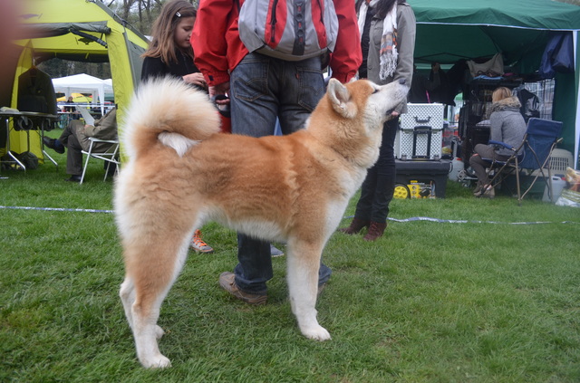 Akita Inu ( Veliki Japonski pes)