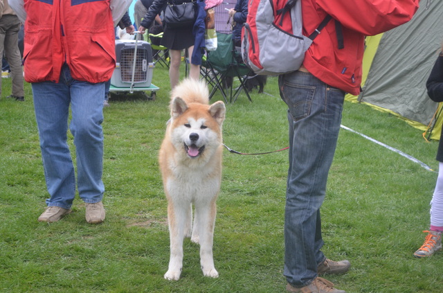 Akita Inu ( Veliki Japonski pes)