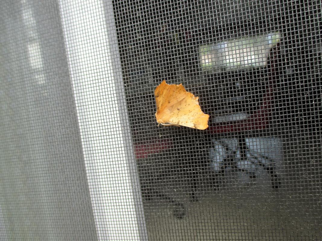 Moth sleeping on my screen door