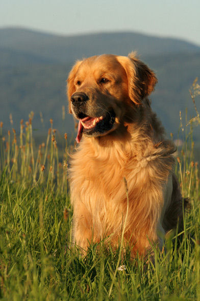 Golden Retriever nouvelle portée