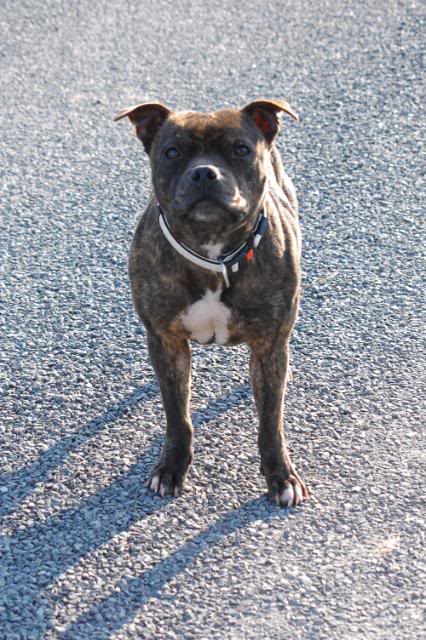 Les staffies sont de retour!!!!