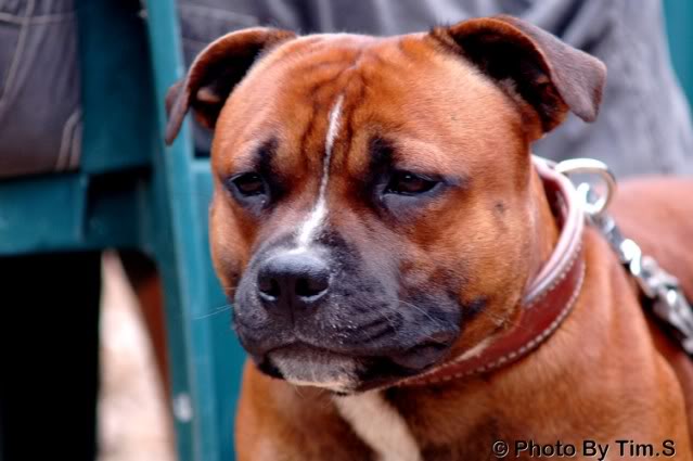 Les staffies sont de retour!!!!