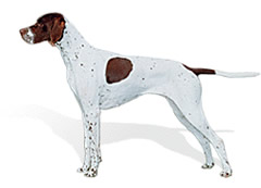 pointer