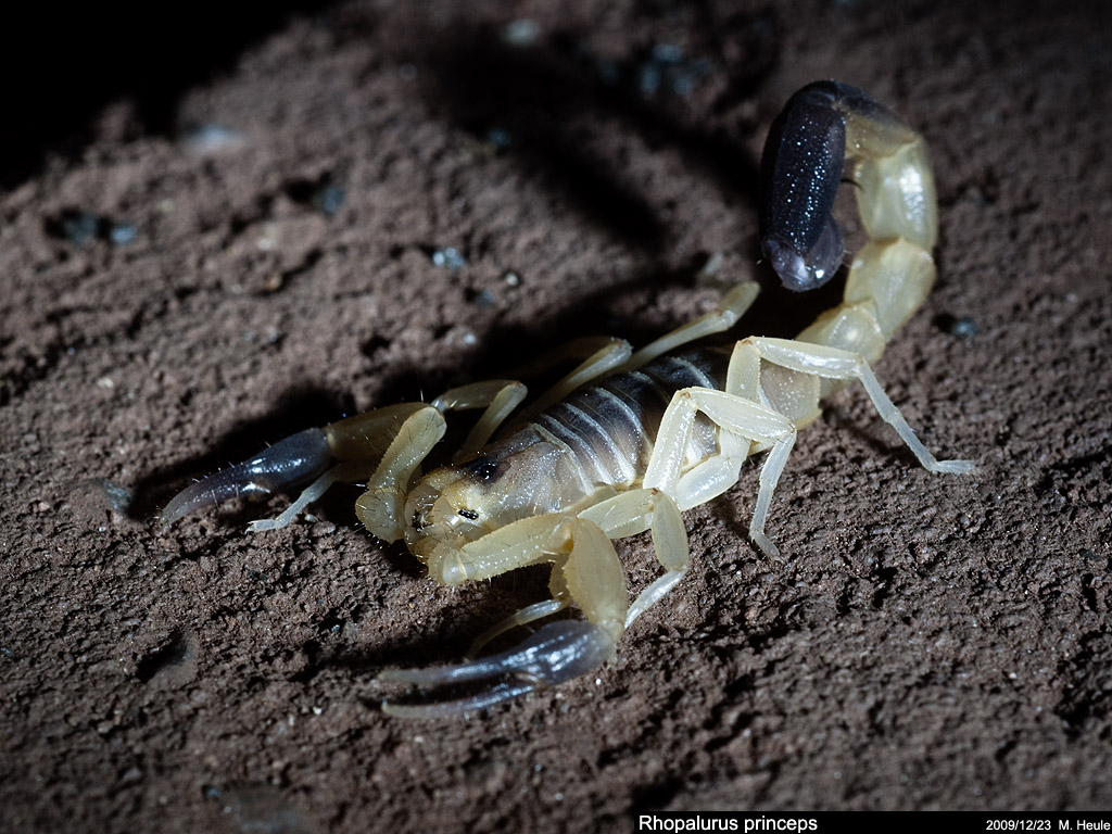 Rhopalurus princeps