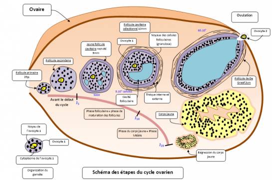 Développement du follicule ovarien