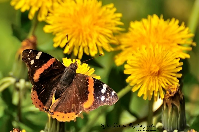 Papillon Vulcain