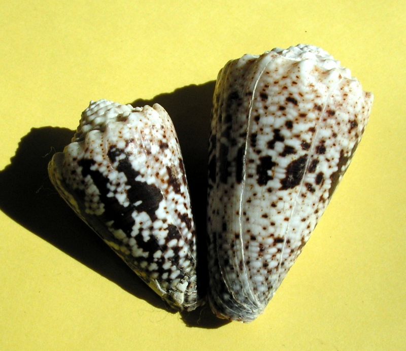 Conus (Stephanoconus) imperialis de Rodrigues voir Conus (St) fuscatus