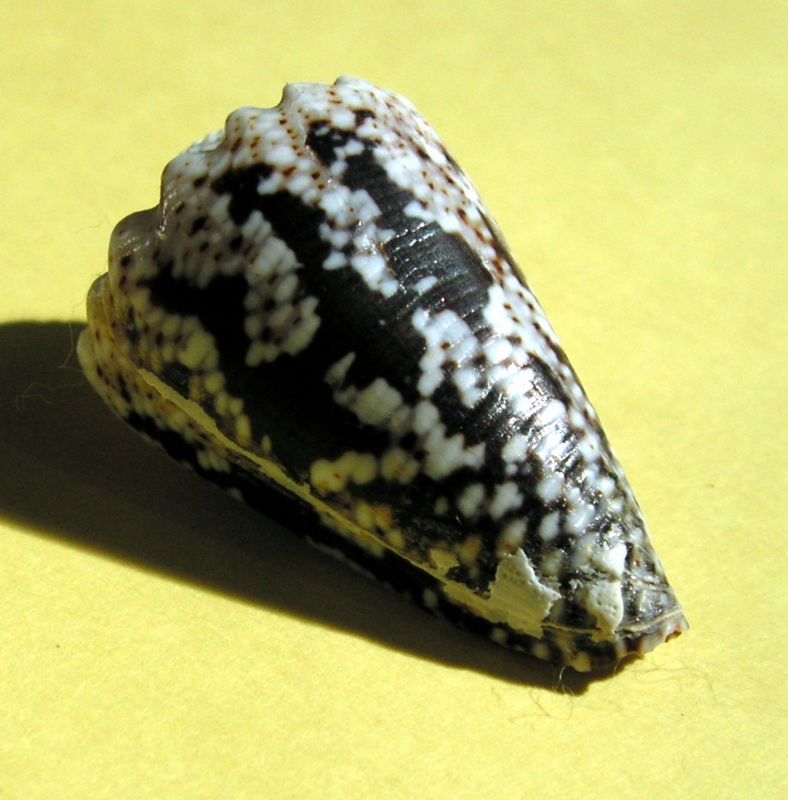 Conus (Stephanoconus) imperialis de Rodrigues voir Conus (St) fuscatus
