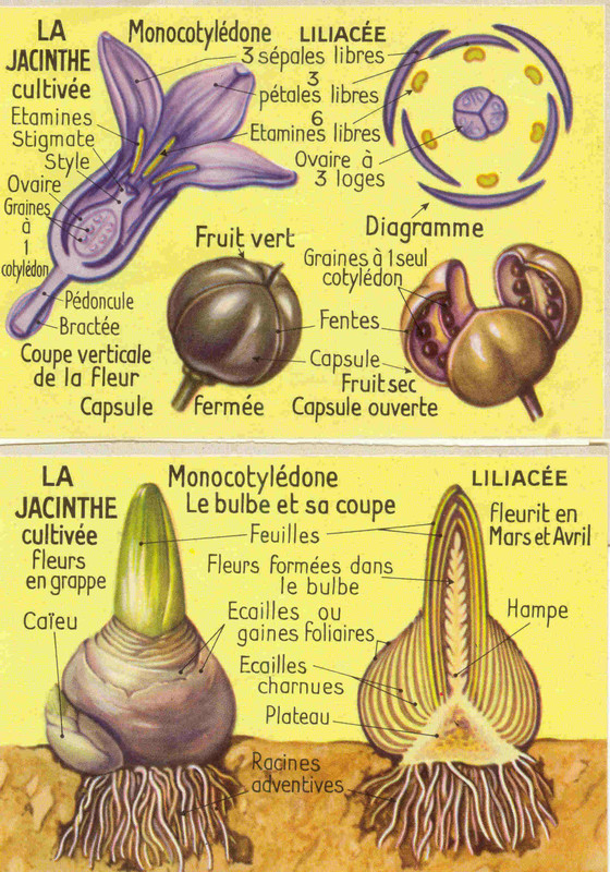 Une histoire de carottes, d'oeufs et de café(vidéo)