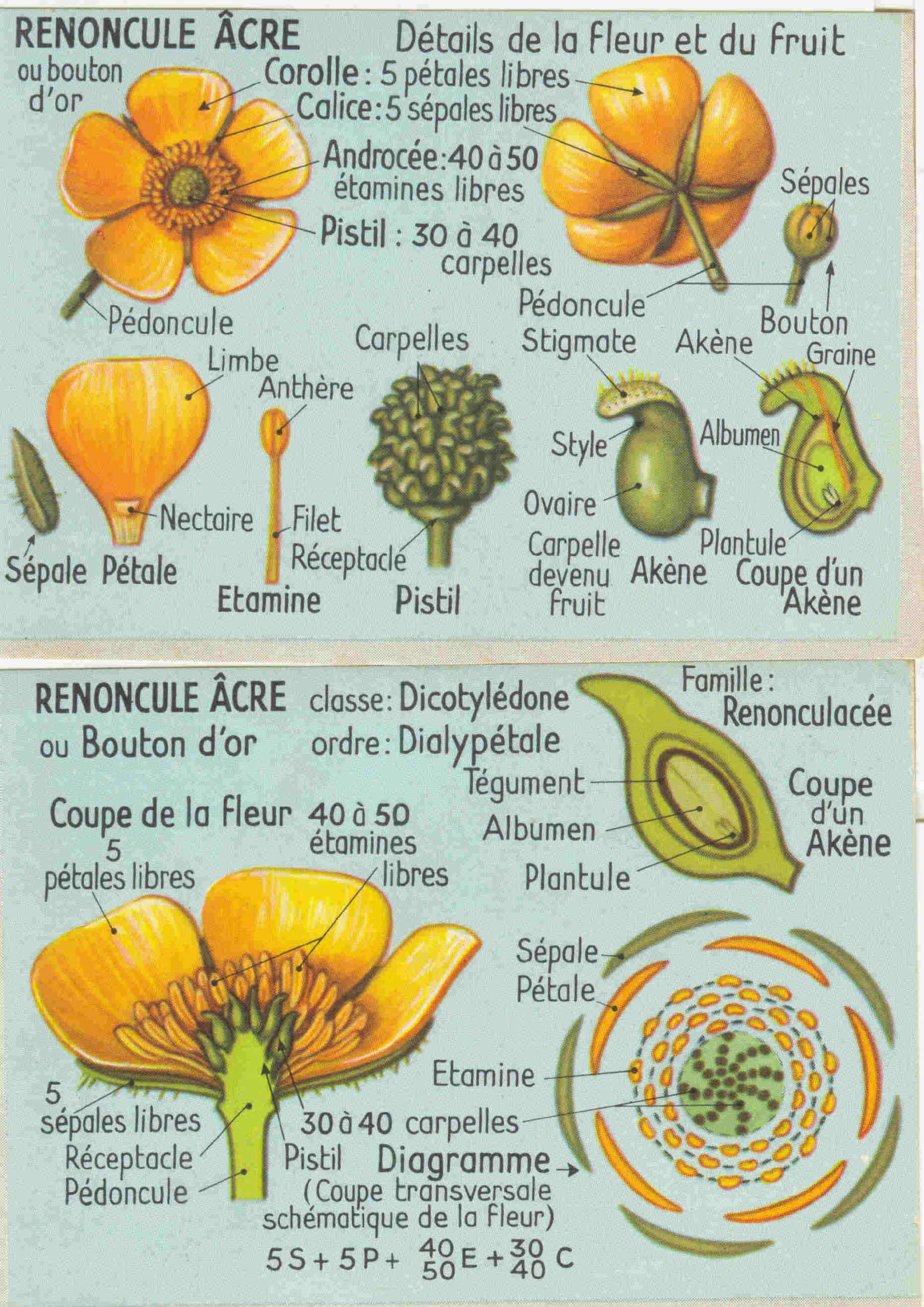Une histoire de carottes, d'oeufs et de café(vidéo)
