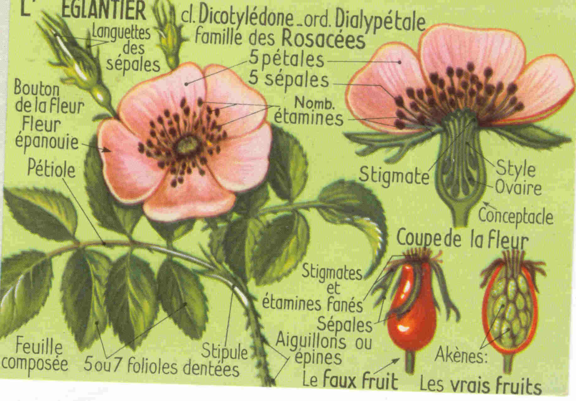 Une histoire de carottes, d'oeufs et de café(vidéo)