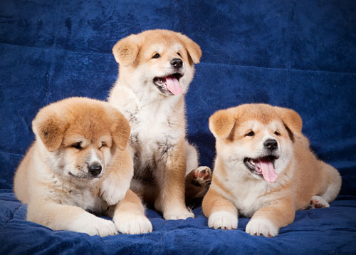 Akita Inu ( Veliki Japonski pes)