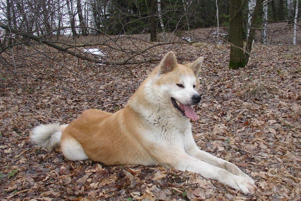 Akita Inu ( Veliki Japonski pes)