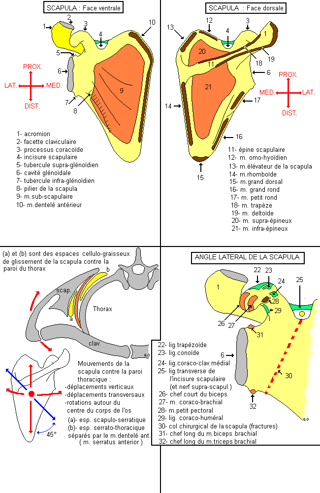 Ostéologie du membre supérieur