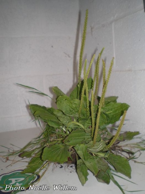 Le grand plantain, dit plantain des oiseaux