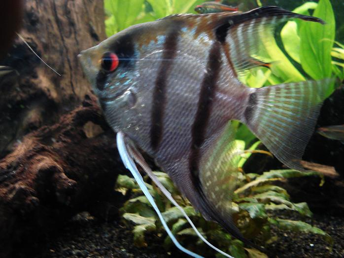 Pterophyllum scalare ----- Scalaire