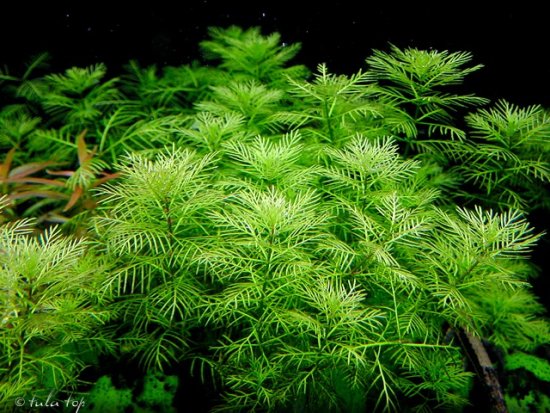 bac hollandais 250L/net+ terrarium humide + mur végétal