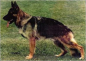 El Perro Ovejero Aleman Gris