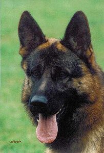 El Perro Ovejero Aleman Gris