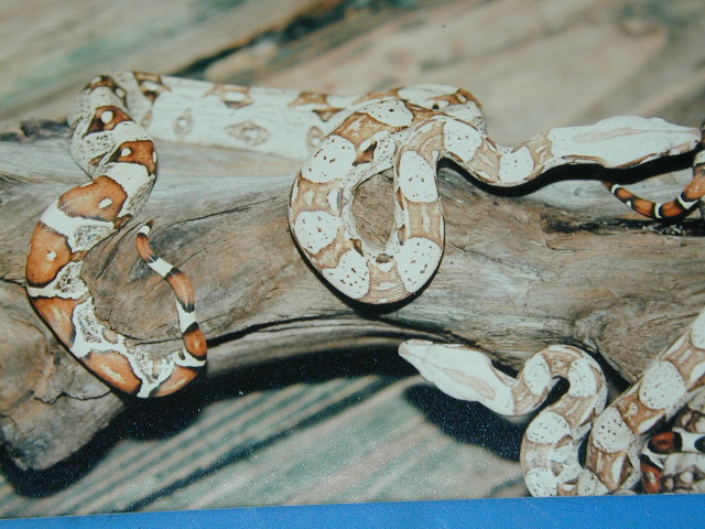 Grandes constritoras:5 Jibóia rei ( Boa constrictor imperator)