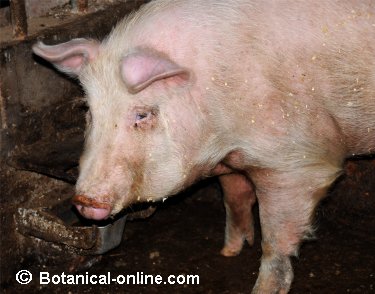 A cada cerdo le llega su San Martín.
