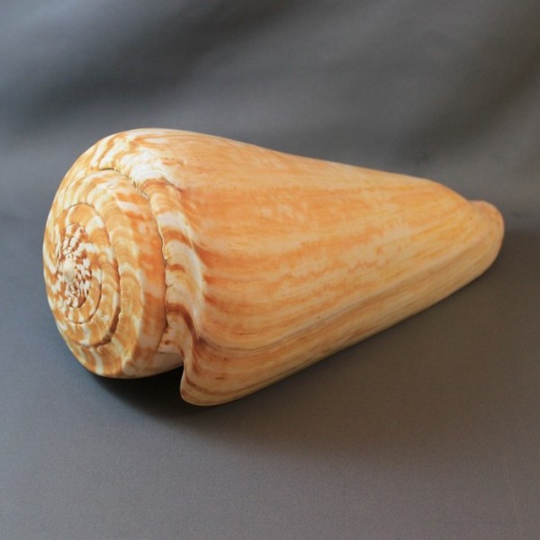 Conus (Kalloconus) pulcher [Lightfoot], 1786