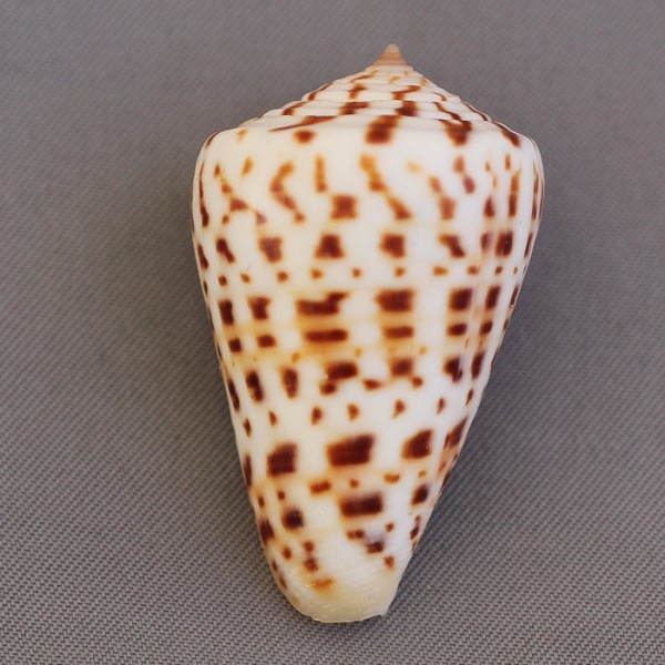 Conus (Kalloconus) pulcher [Lightfoot], 1786