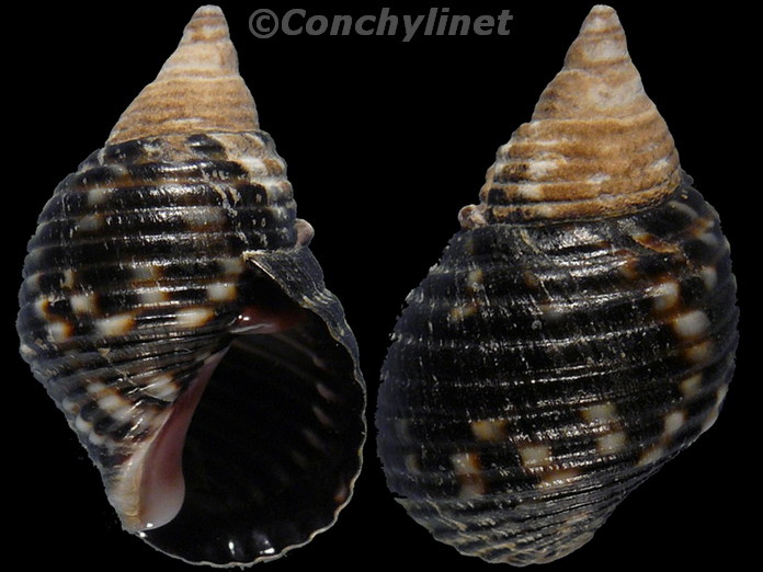 Clypeomorus subbrevicula (Oostingh, 1925)