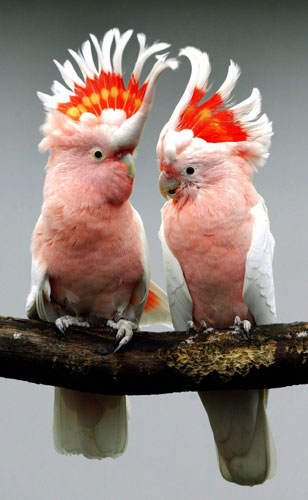 Cacatúas, CONOCELAS