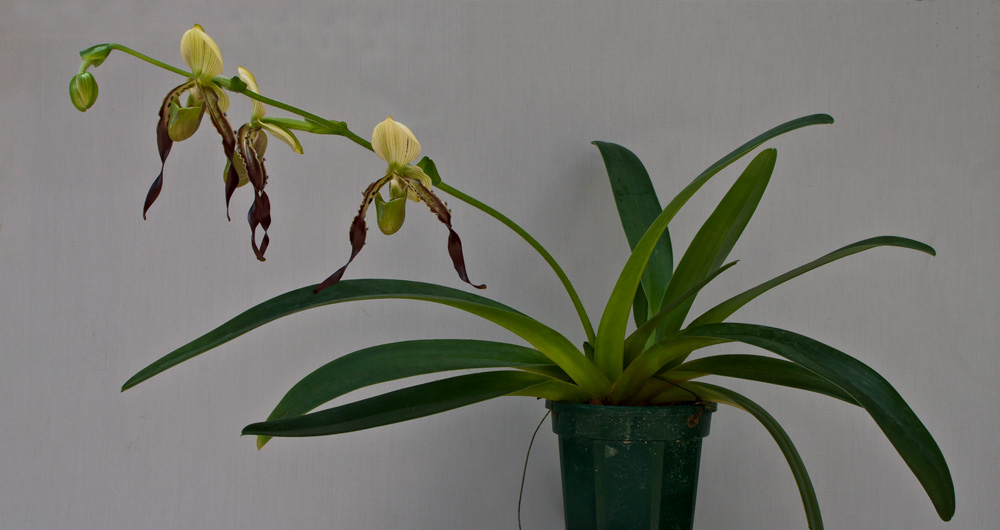 Paphiopedilum parishii