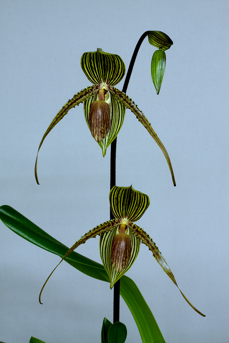 Paphiopedilum Sue-B-Prae ( praestans x Susan Booth )