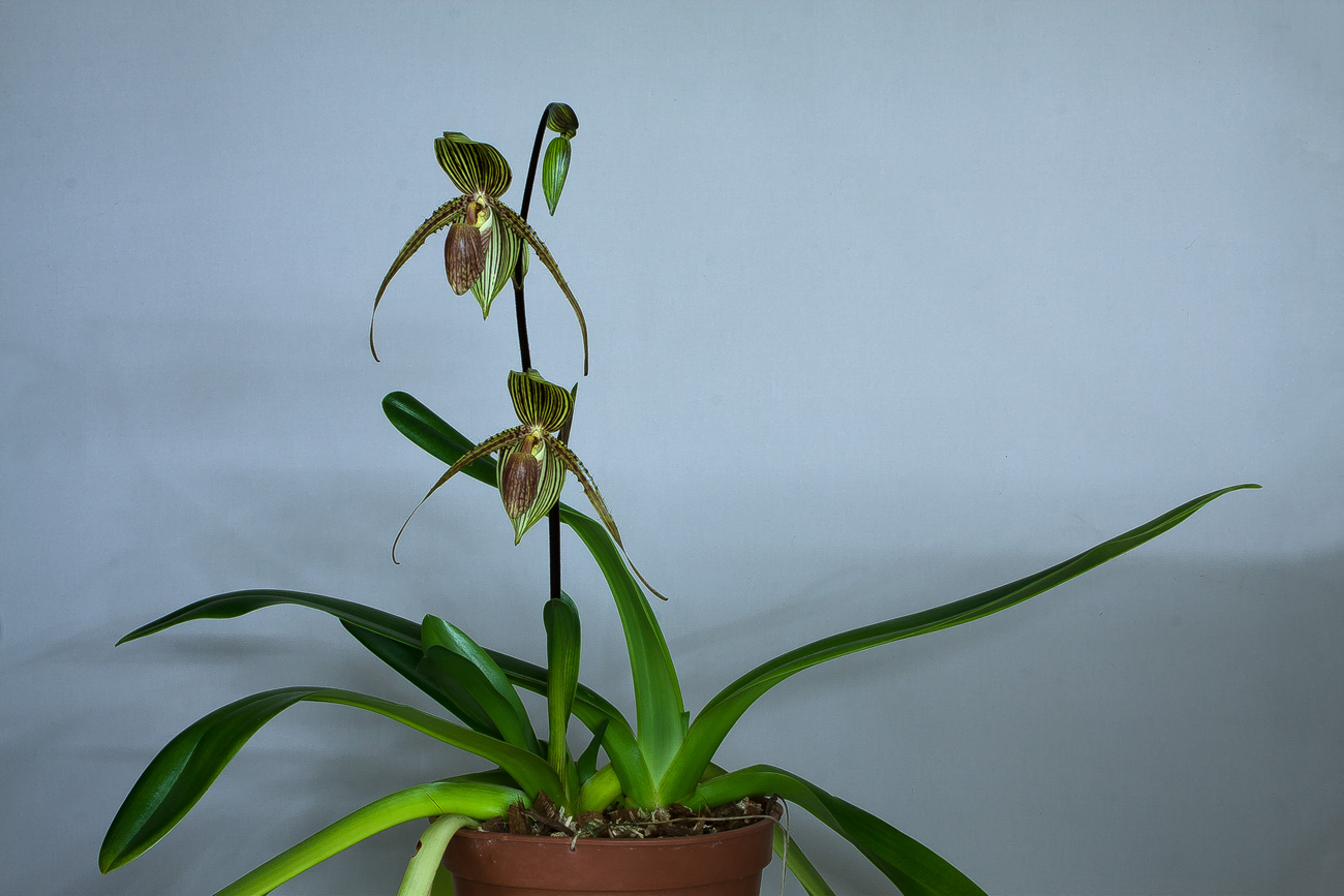 Paphiopedilum Sue-B-Prae ( praestans x Susan Booth )