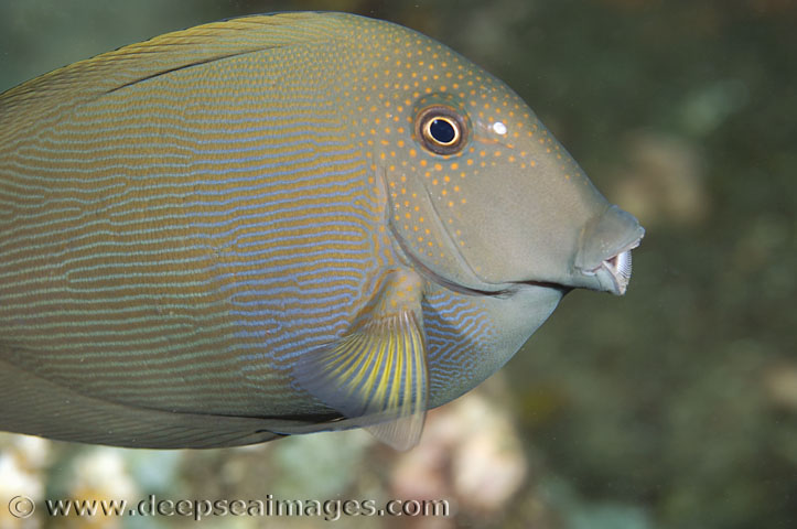 Australian Tangs / Surgeonfish