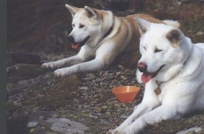 Akita Inu ( Veliki Japonski pes)