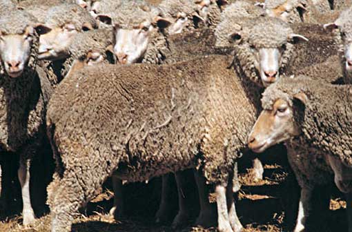 Sheep Lice