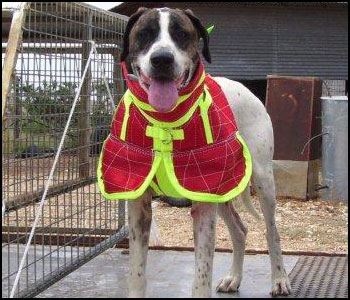 DUNCAN PIG DOG COLLARS DEALER****