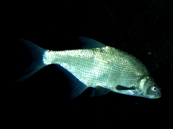 LA VIE DES POISSONS