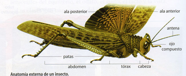Los insectos parte 1: Estructura, Cabeza