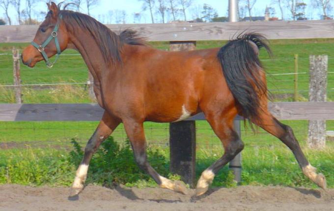 Exceptionnel étalon pur sang arabe, bai sabino, 3 ans