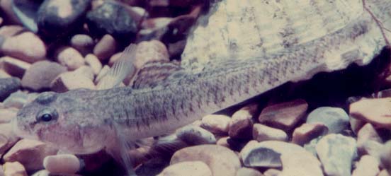 British gobies - species