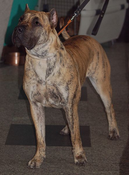 Dogue Canário