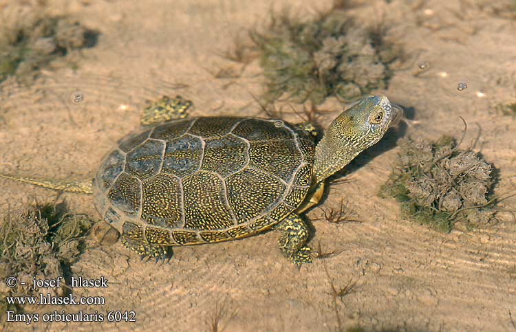 Tortugas Emydidae
