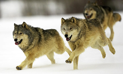 Races de loups