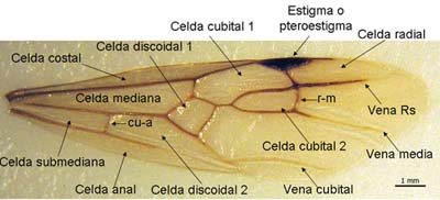 Los insectos parte 2: Estructura, Tórax