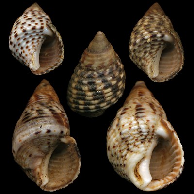 Clypeomorus subbrevicula (Oostingh, 1925)