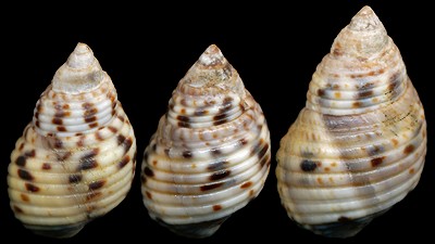 Clypeomorus subbrevicula (Oostingh, 1925)